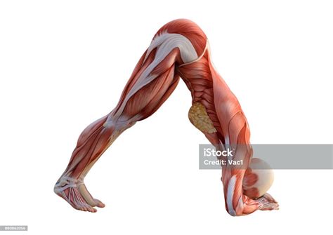 화이트에 근육 지도와 3d 렌더링 여성 그림 0명에 대한 스톡 사진 및 기타 이미지 0명 3차원 형태 건강한 생활방식