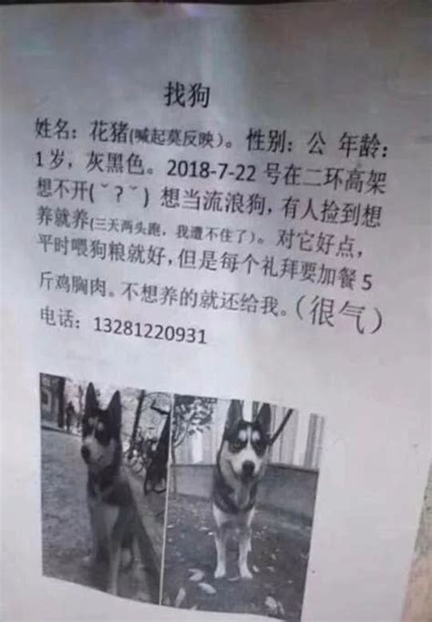 千万别养二哈，因为它会把傻传染给你！