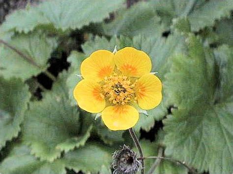 Geum Calthaefolium Var Nipponicum