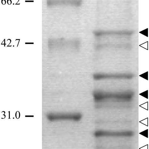 Sds Page Analysis Of Phage Structural Proteins Phages Particles From