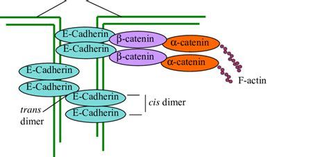 Cadherin Mediated Cell Cell Adhesion Cadherin Calcium Dependent Download Scientific Diagram