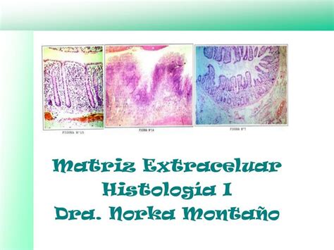 Matriz Extracelular APUNTES MED I UDocz