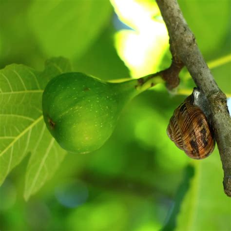 Kadota Fig Ripe