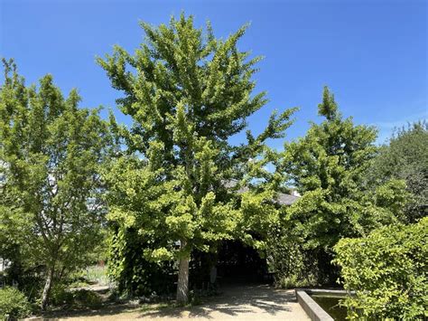 Ginkgo Biloba Stock Image Image Of Needle Tree Garden 268635129