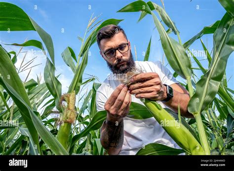 Farmer Or Agronomist Standing In Corn Field Inspecting The Cobs And