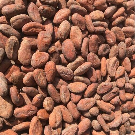 Raw Cocoa Beans Premium Quality Rich Flavor And Aroma For Baking And Chocolate Making At Best