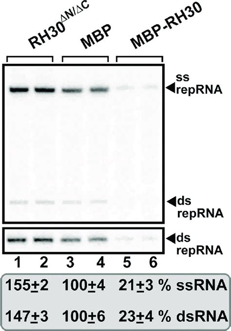 Enhanced TBSV repRNA accumulation by RH ΔN ΔC helicase in an in vitro Download Scientific