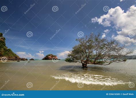 Tree In The Ocean Stock Image CartoonDealer Com 64331653
