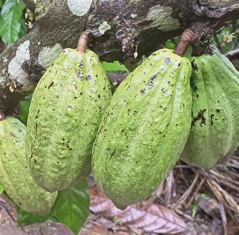 Tribune Lor Brun Le Goût Amer De La Culture Du Cacao Par Benoist