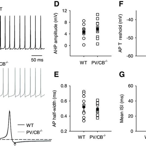 No Differences In Spontaneous Aps In Wt And Pv Cb Purkinje Neurons Download Scientific
