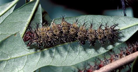 Stinging Buck Moth Caterpillars Active In Some States