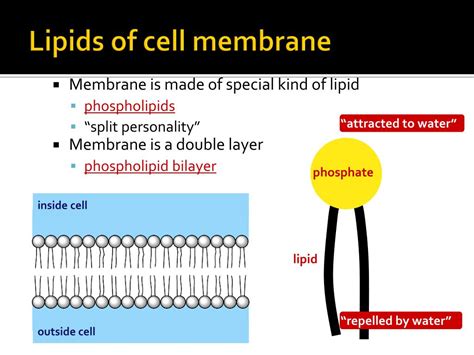 Ppt Cell Membrane Function Movement Across The Cell Membrane Powerpoint Presentation Id