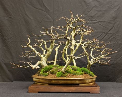 Hornbeam Grove At Ayr Winter Show 2016 Bonsai Forest Bonsai Garden