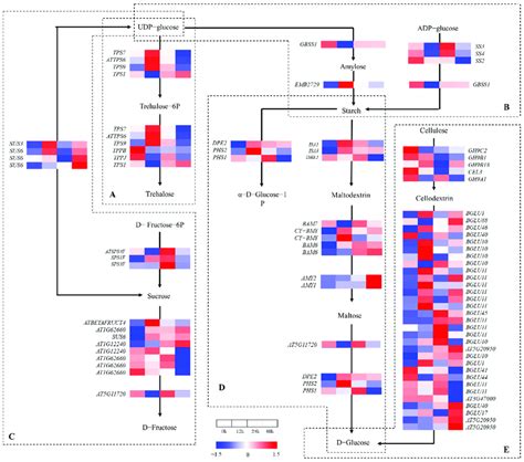 Heat Map Of Annotated Genes In Starch And Sucrose Metabolism Pathway