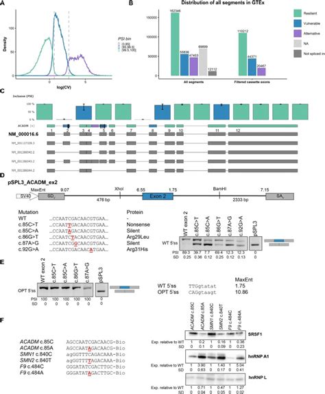 All Exons Are Not Created Equal—exon Vulnerability Determines The Effect Of Exonic Mutations On