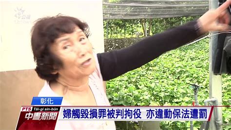 嫌鄰居鵝聲吵 婦提滾燙水淋鵝卵 20190715 公視中晝新聞 Youtube