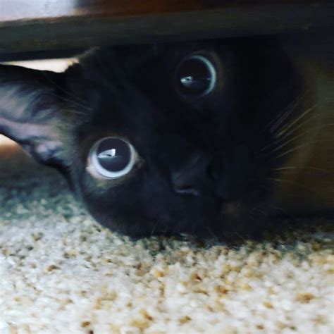 My Catnip Fiend Is Attacking Feet R Siamesecats