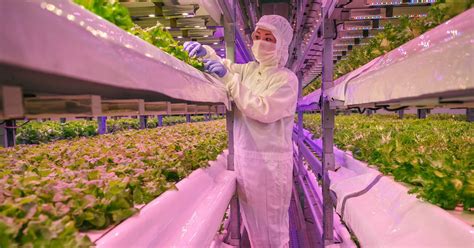 High Energy Costs Are Hitting The Vertical Farming Industry Hard Ft