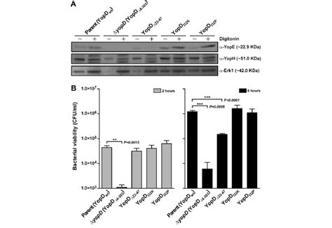 Disruption Of Yopd N Terminal Coiled Coil Does Not Compromise In Vitro
