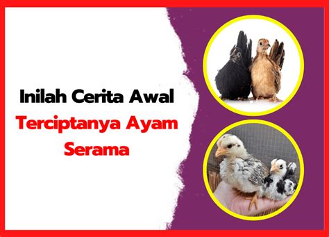 Inilah Cerita Awal Terciptanya Ayam Serama
