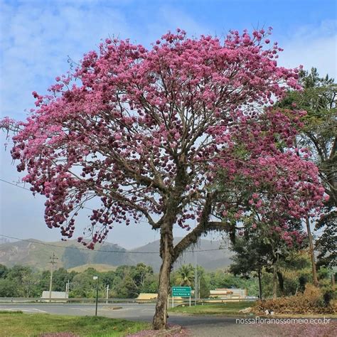 Ipê Roxo Ou Rosa Handroanthus Impetiginosus