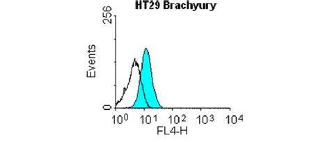 Brachyury Expression In Ht29 Cells Using Facsanalysis Brachyury Is Download Scientific