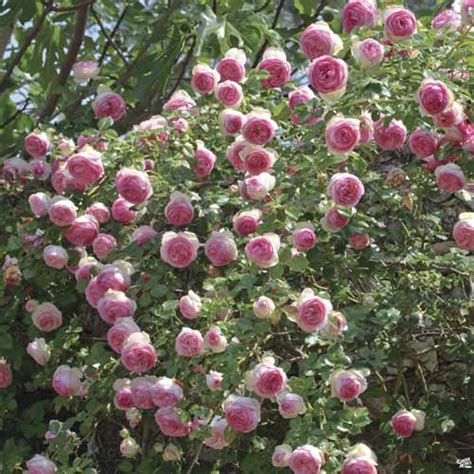Роза катерлива Eden Rose® (4559): купувайте по поща в България | онлайн ...
