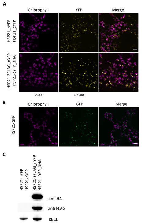Fig S Validation Of Flag Nyfp And Cyfp Ha For Bifc A Bifc Assay