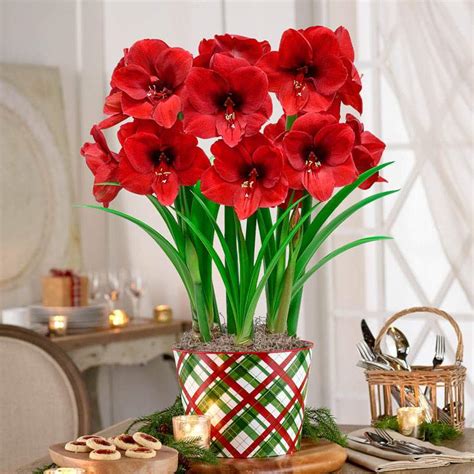 Solve Miracle Amaryllis Jigsaw Puzzle Online With Pieces