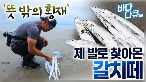 이게 웬 떡 썰물 때 못나가 바다 앞 모래에 떼지어 누워있는 갈치떼 마침 고민하고 있던 저녁 반찬이 제발로 찾아와준