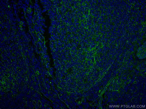 Cd151 Antibody Cl488 66567 Proteintech