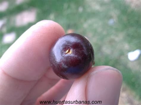 Probando Cerella Por Primera Vez Huertas Urbanas