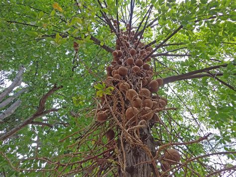El árbol De Mono Propiedades Usos Y Cultivo Guía De Arbolado