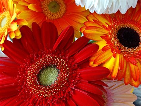 鲜花 非洲菊 红色 Pixabay上的免费照片 Pixabay