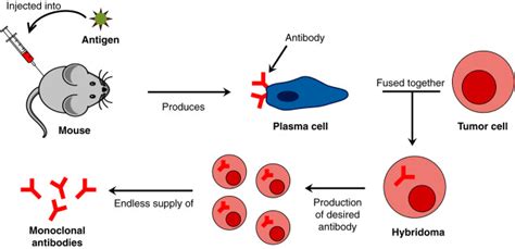 Monoclonal Antibodies Sky Disk
