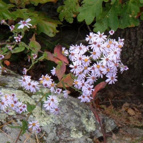 Native New England Plants In Our Woodland Garden HubPages