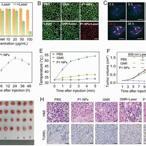 A Relative Viabilities Of Hela Cells After Co‐incubation With