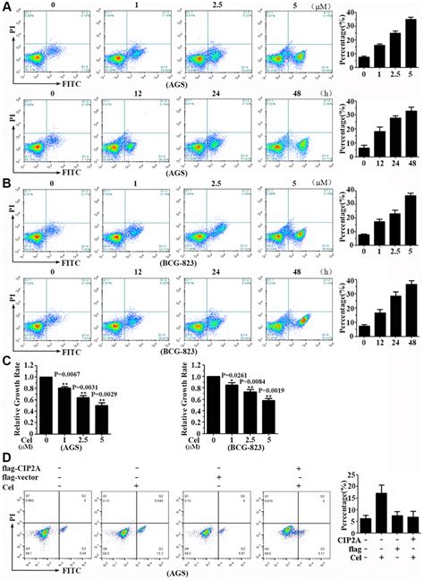 Celastrol Impairs Tumor Growth By Modulating The Cip2a Gsk3β Mcl 1 Axis