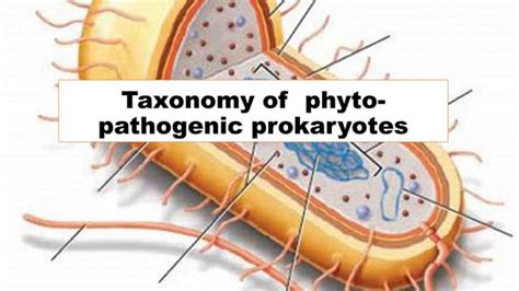 Microbial Taxonomy And Classification System Pptx