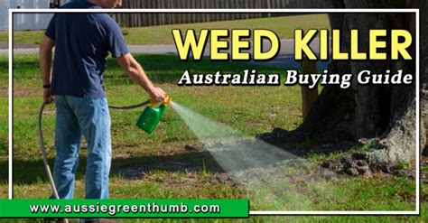 How To Get Rid Of Bindii Weed From Your Lawn Agt