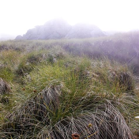 Premium Photo Grassy Field Against Clear Sky