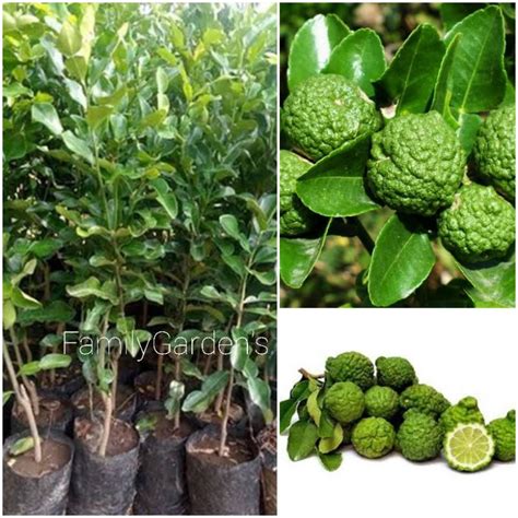 Jual Bibit Tanaman Jeruk Purut Daun Buat Masak Shopee Indonesia