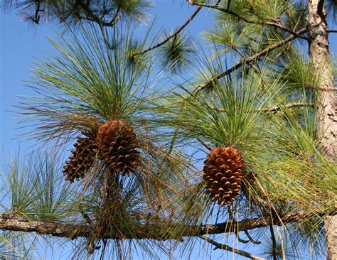 Americas Longleaf Restoration Initiative Friday Fun Fact Longleaf Pine Cones Are The Largest