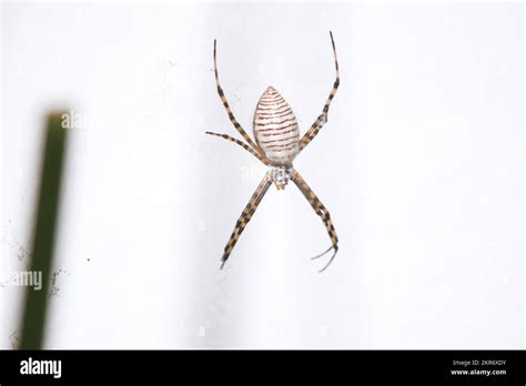A Tiger Spider Also Known As A Wasp Spider Waits Patiently For Prey