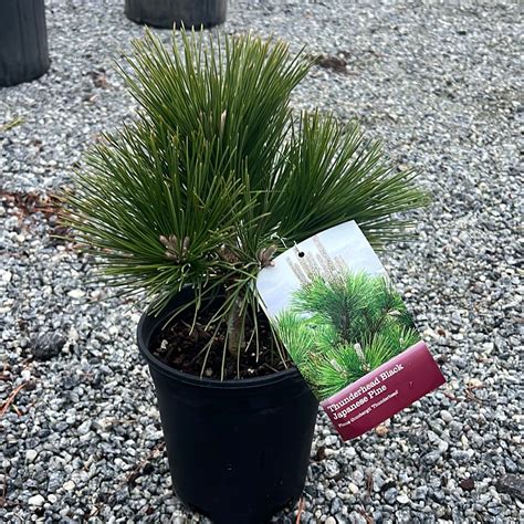Thunderhead Pine Lichtenfelts