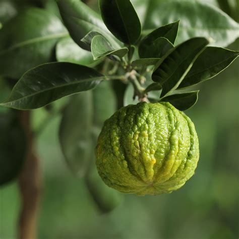 Citrus Bergamia Forces Of Nature Medicine