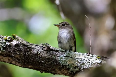 奥日光で探鳥 ② 野鳥と出会う散歩と旅行日記