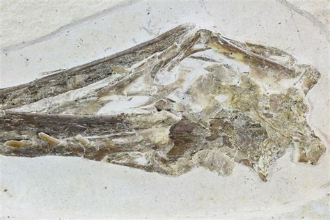 525 Pterosaur Rhamphorhynchus Skull From Solnhofen For Sale