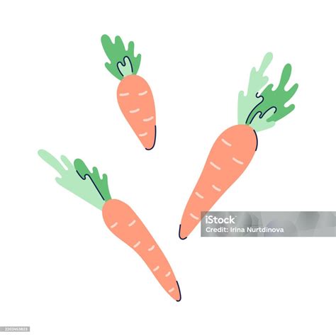 초록색 상의를 가진 당근 3개 세트 신선한 야채를 손으로 뽑았습니다 부분적인 윤곽선이 있는 평면 그림 고립된 벡터 일러스트레이션