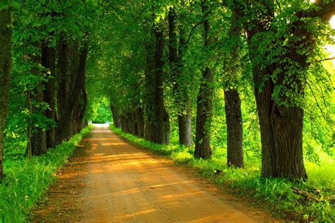 Serene Tree Lined Road HD Wallpaper